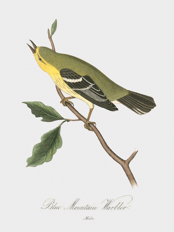 Framed Bird Wall Art Bird Canvas Wall Art Bird Artwork | Etsy