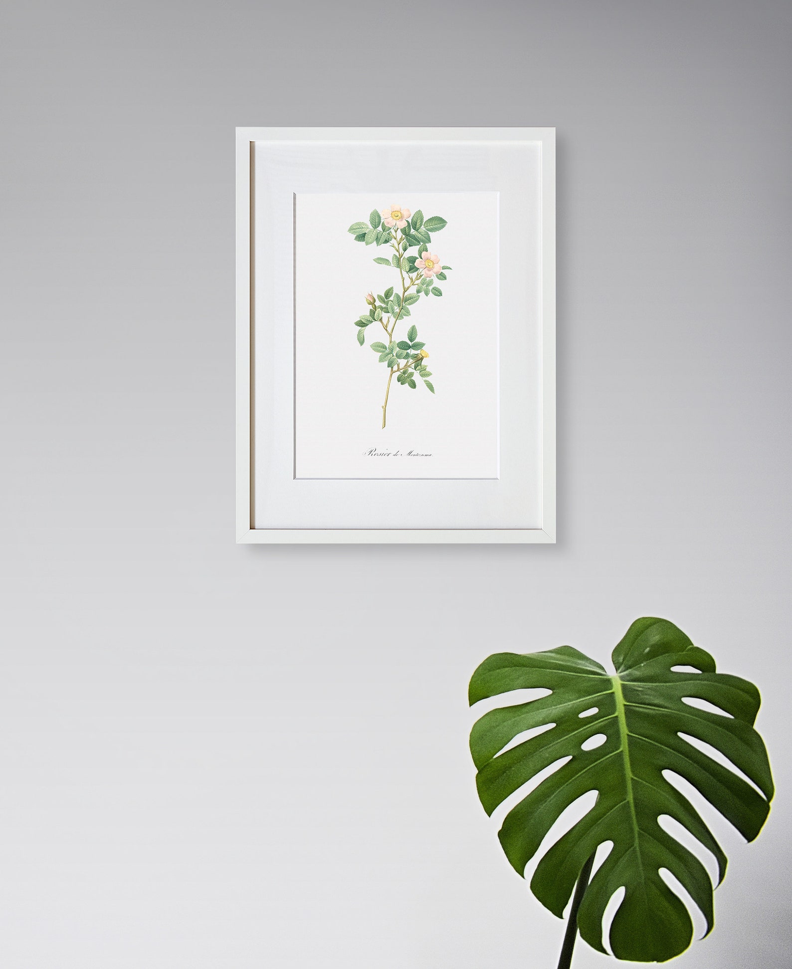 Rose Wall Art Rose Fine Art Print Rosa Montezuma Floral Artwork - Etsy