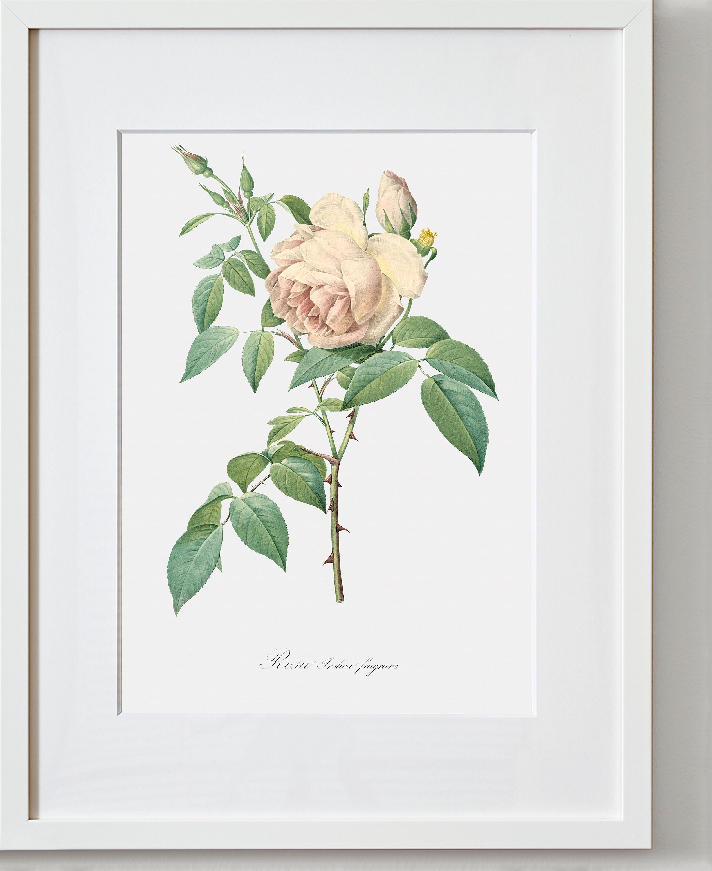 Rose Wall Art Rose Fine Art Print Pink Rose Scented Rose - Etsy