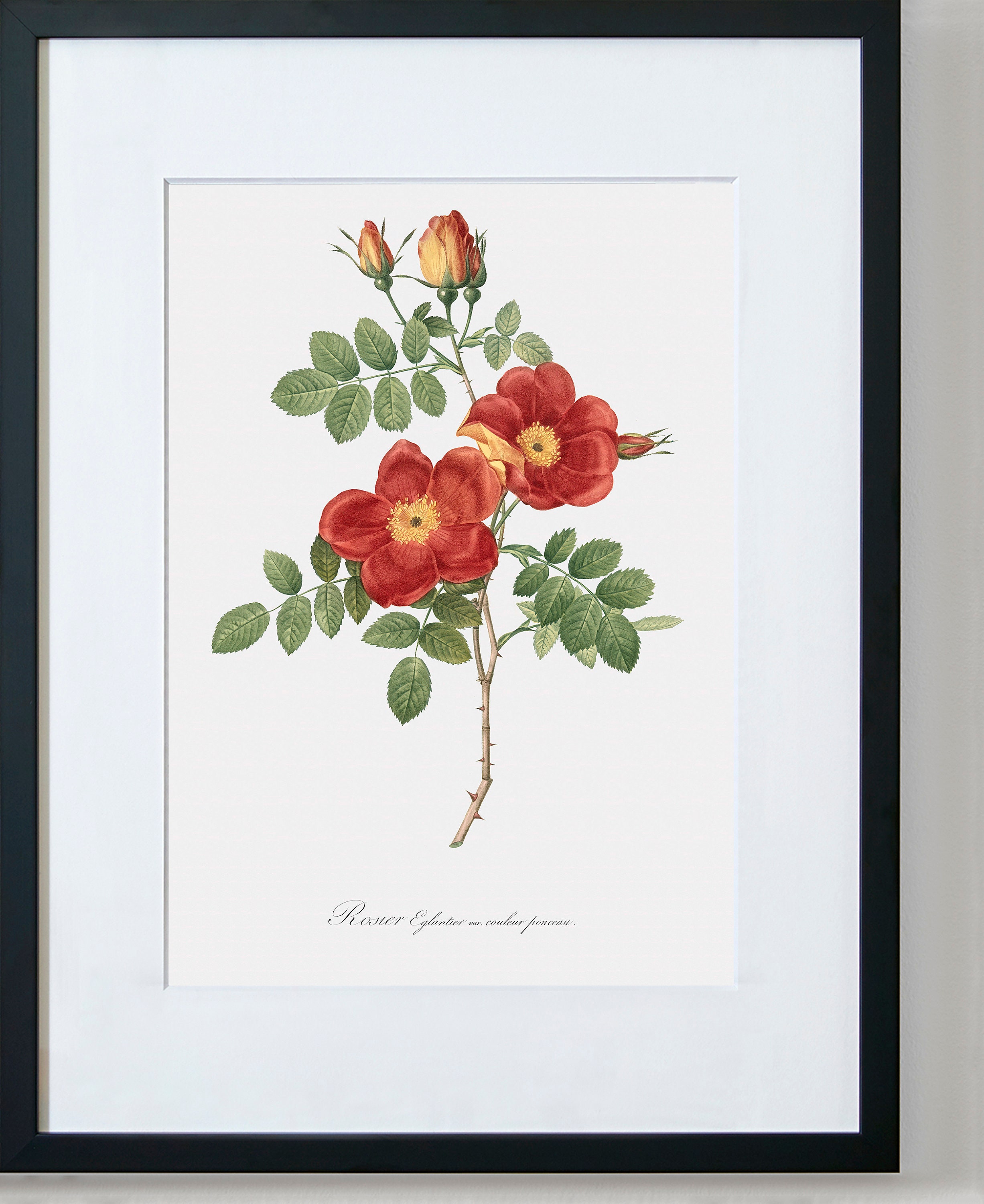 Rose Art Print - Floral Art - Austrian Copper Rose - Rosa Eglanteria ...