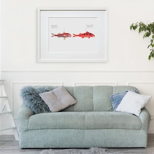 Fish Wall Art - the Maculated Surmulet - the Smaller Red-beard - Fish ...