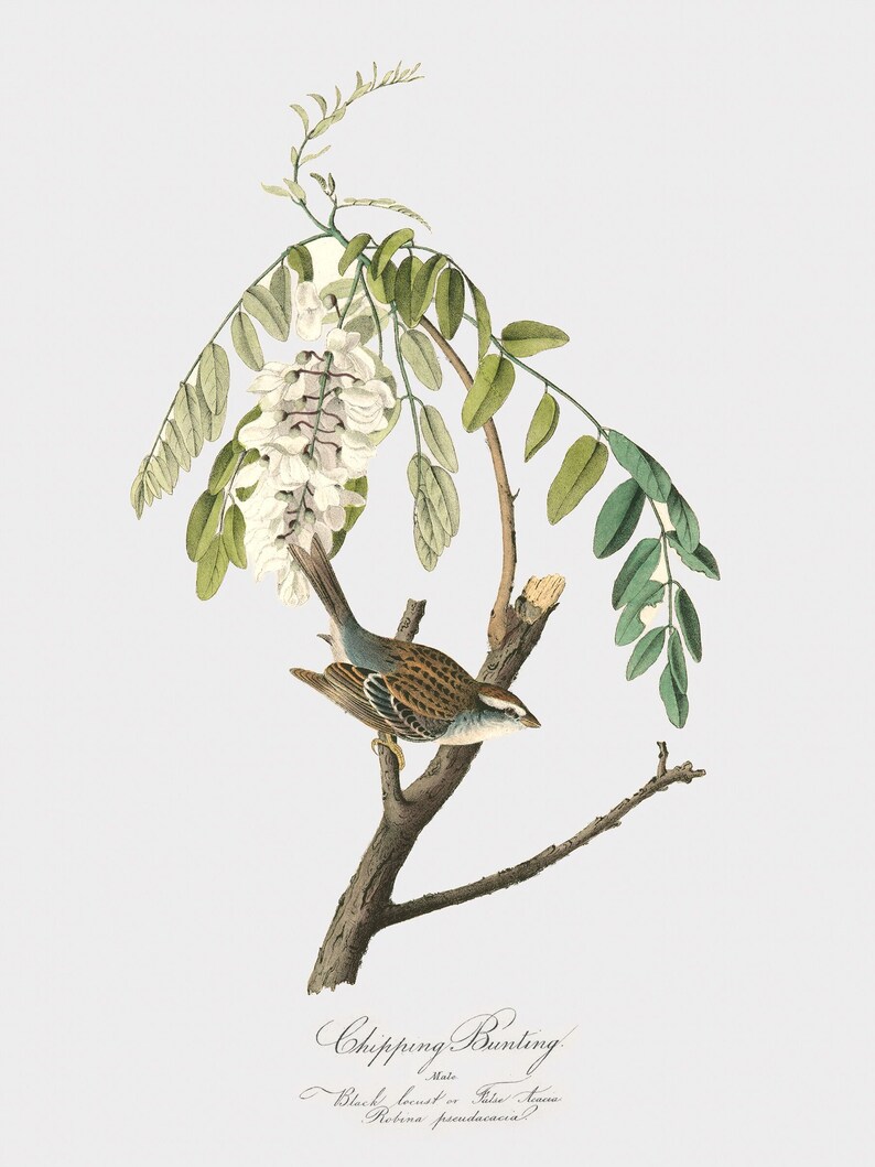 Bird Wall Art - Bird Fine Art Prints - Bird Home Decor - Chipping ...