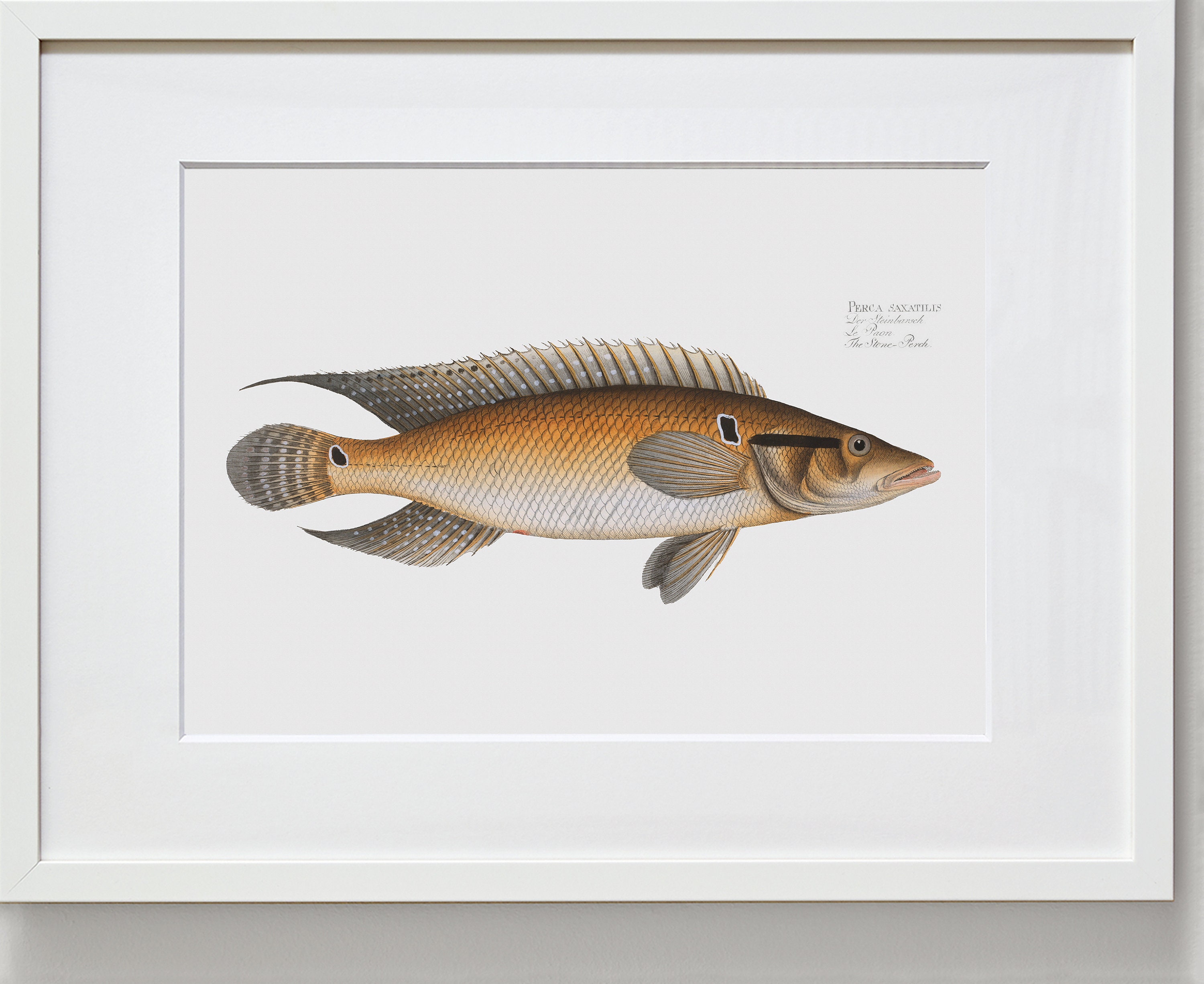 Fish Wall Art the Stone-perch-fish Art Perca Xaxatilis - Etsy
