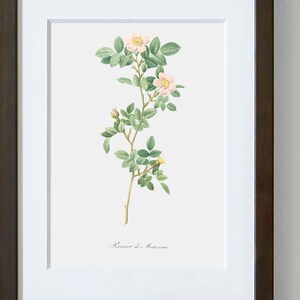 Rose Wall Art - Rose Fine Art Print - Rosa Montezuma - Floral Artwork ...