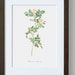 Rose Wall Art Rose Fine Art Print Rosa Montezuma Floral Artwork - Etsy
