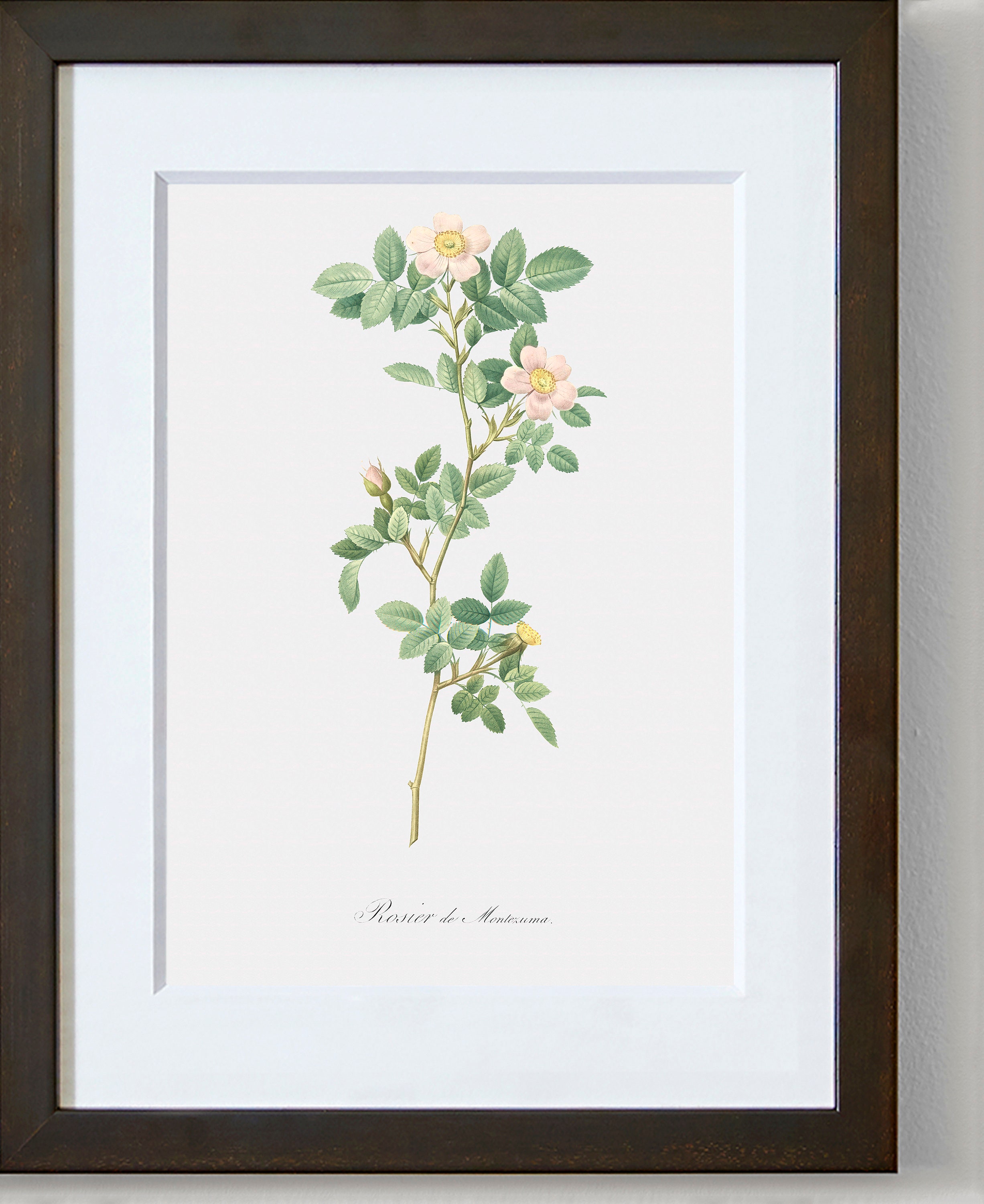 Rose Wall Art Rose Fine Art Print Rosa Montezuma Floral Artwork - Etsy