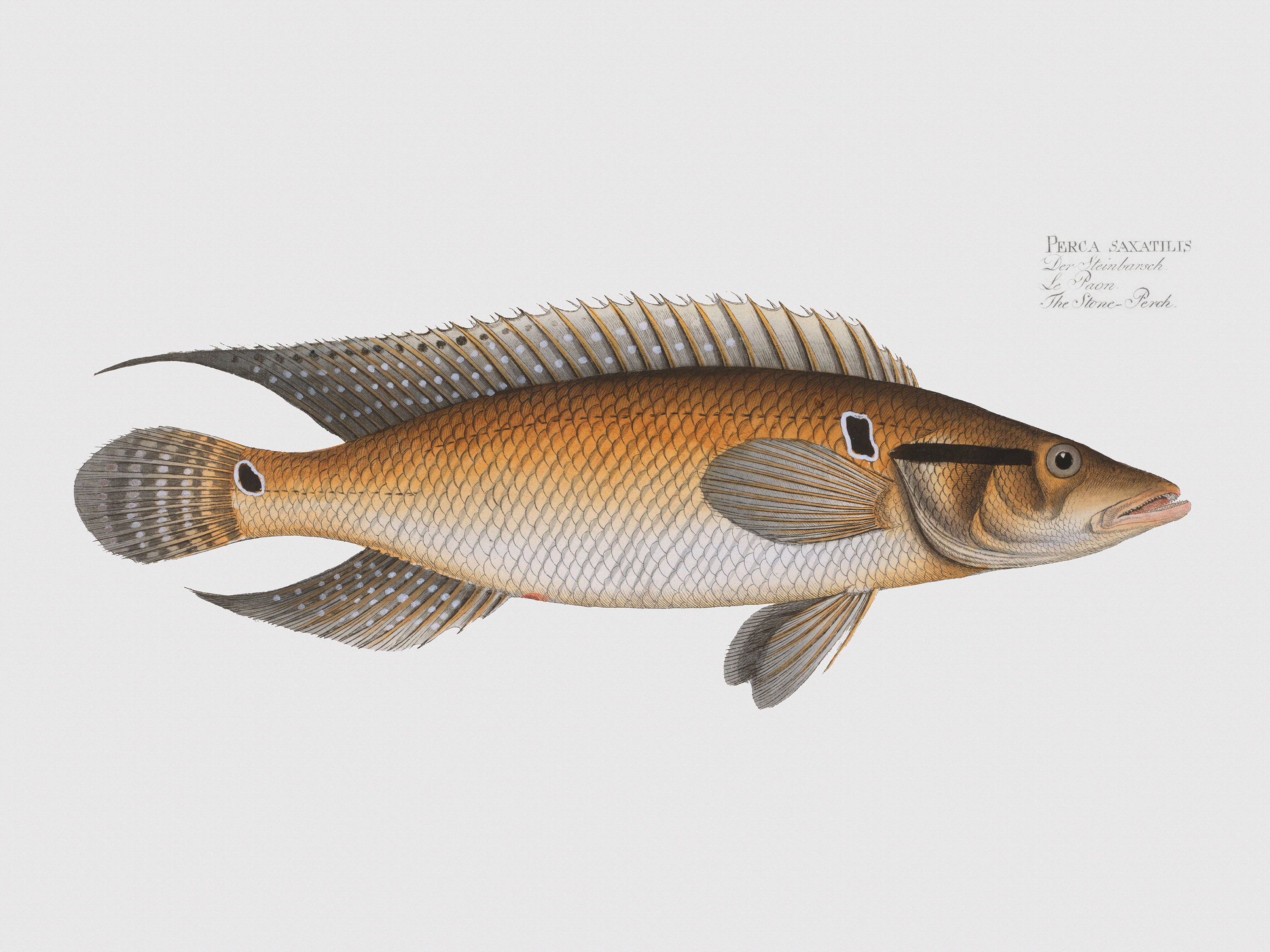 Fish Wall Art the Stone-perch-fish Art Perca Xaxatilis - Etsy