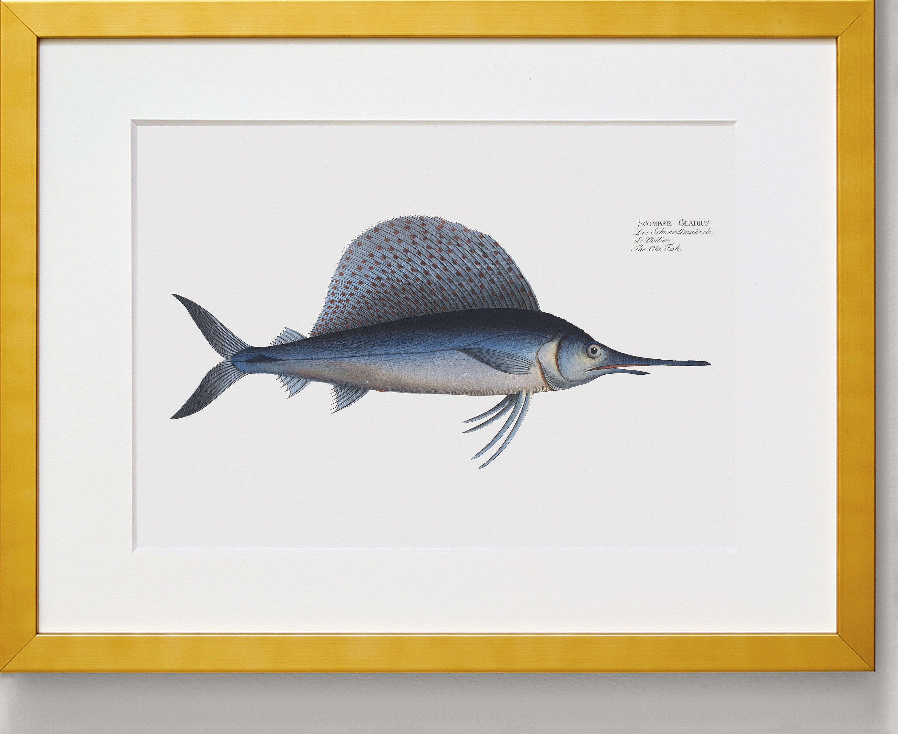Fish Wall Art the Ola-fish Artwork Scomber Gladius - Etsy