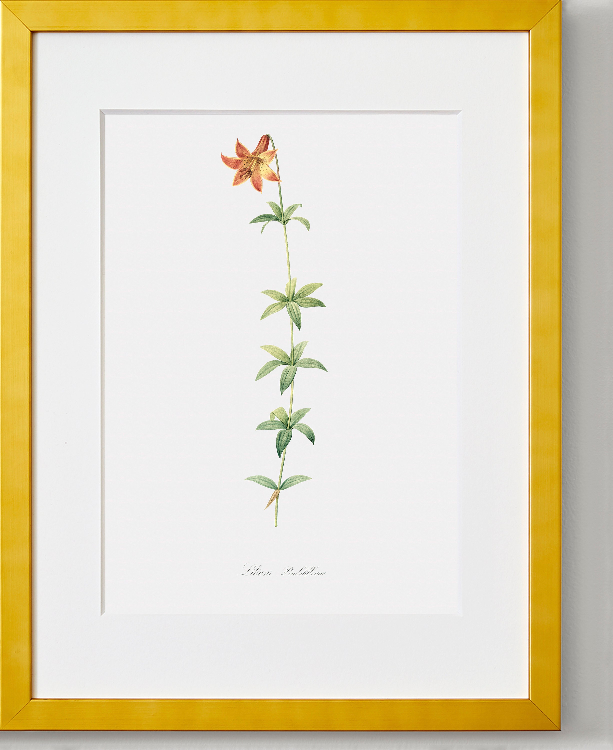 Flower Print Floral Art Canadian Lily Botanical Fine Art | Etsy