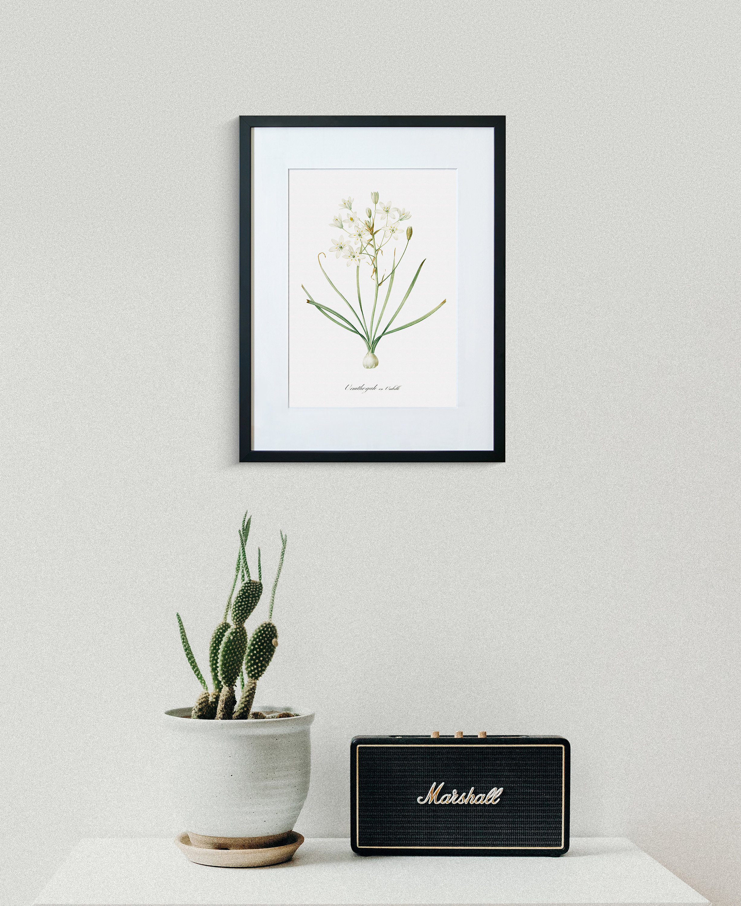 Flower Print - Floral Art - Star of Bethlehem - Botanical Fine Art ...