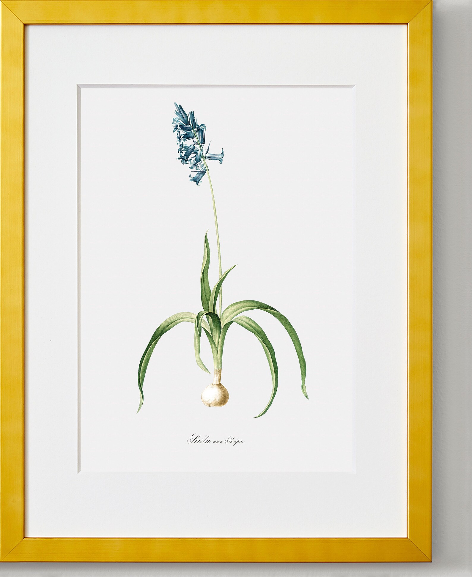 Flower Print - Floral Art - English Bluebell - Botanical Fine Art Print ...