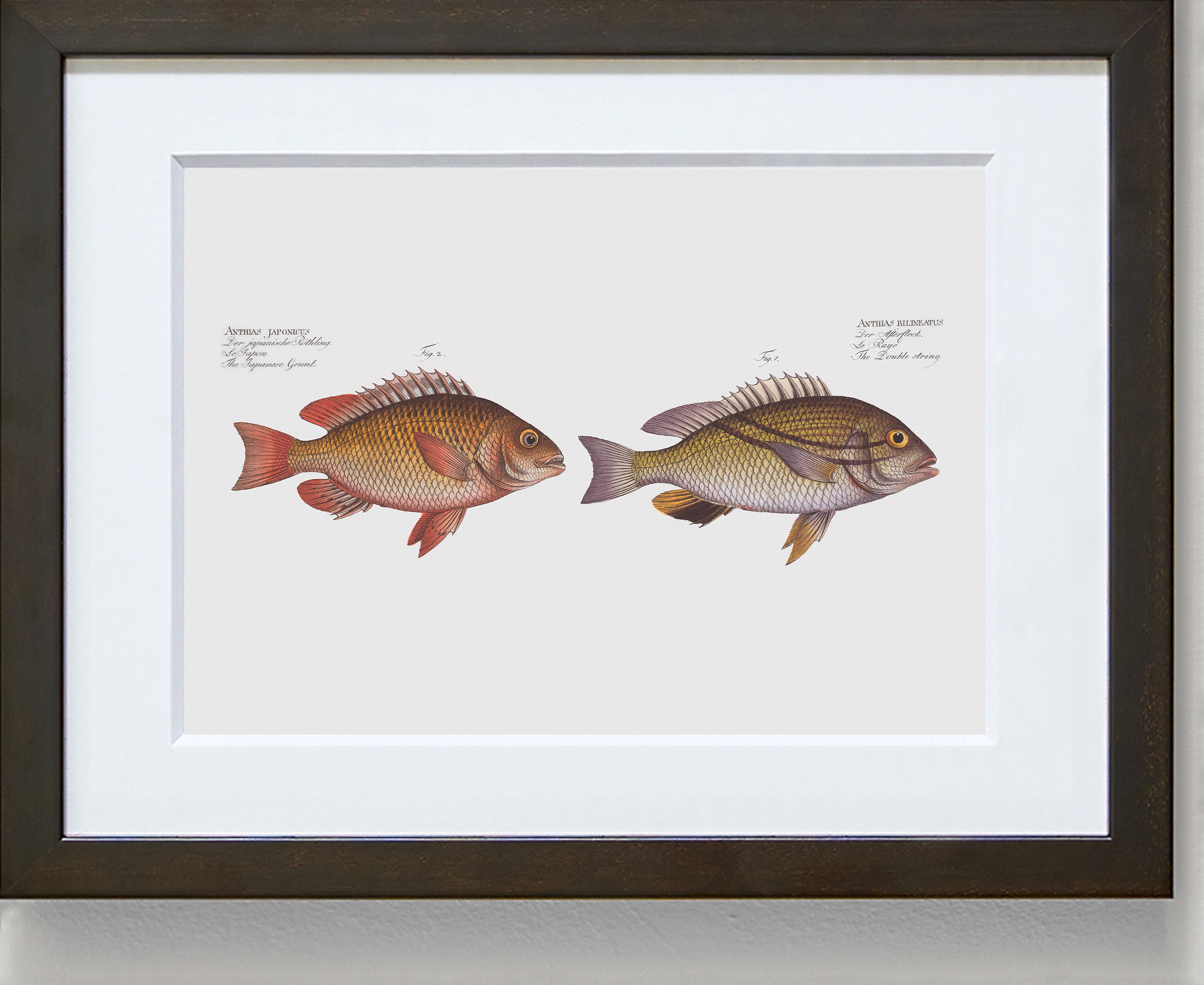 Fish Wall Art the Double String Fish Print Fish Artwork | Etsy