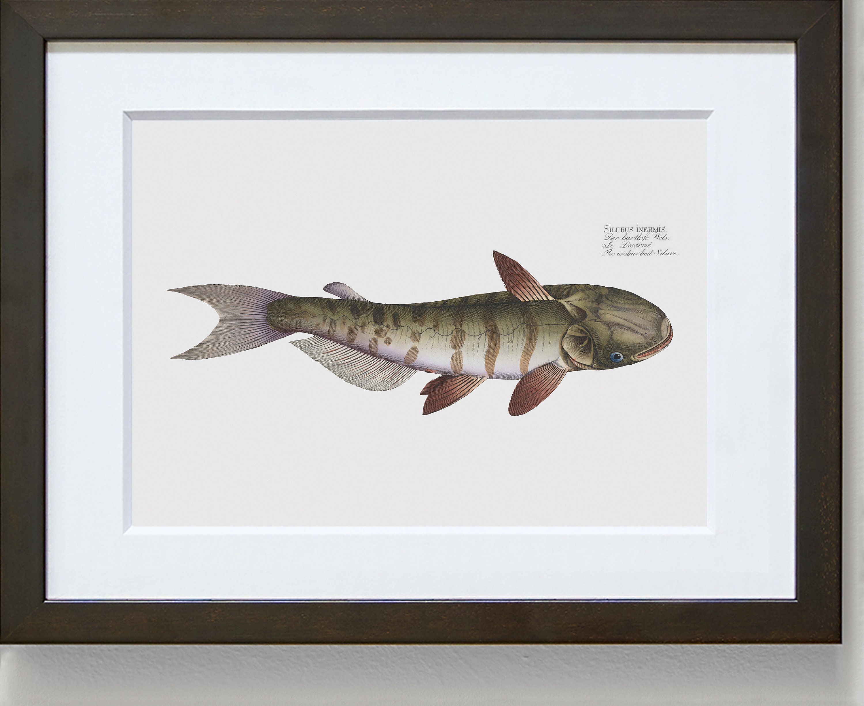 Fish Wall Art - the Unbarbed Silure-fish Framed Art - Siluris Inermis ...