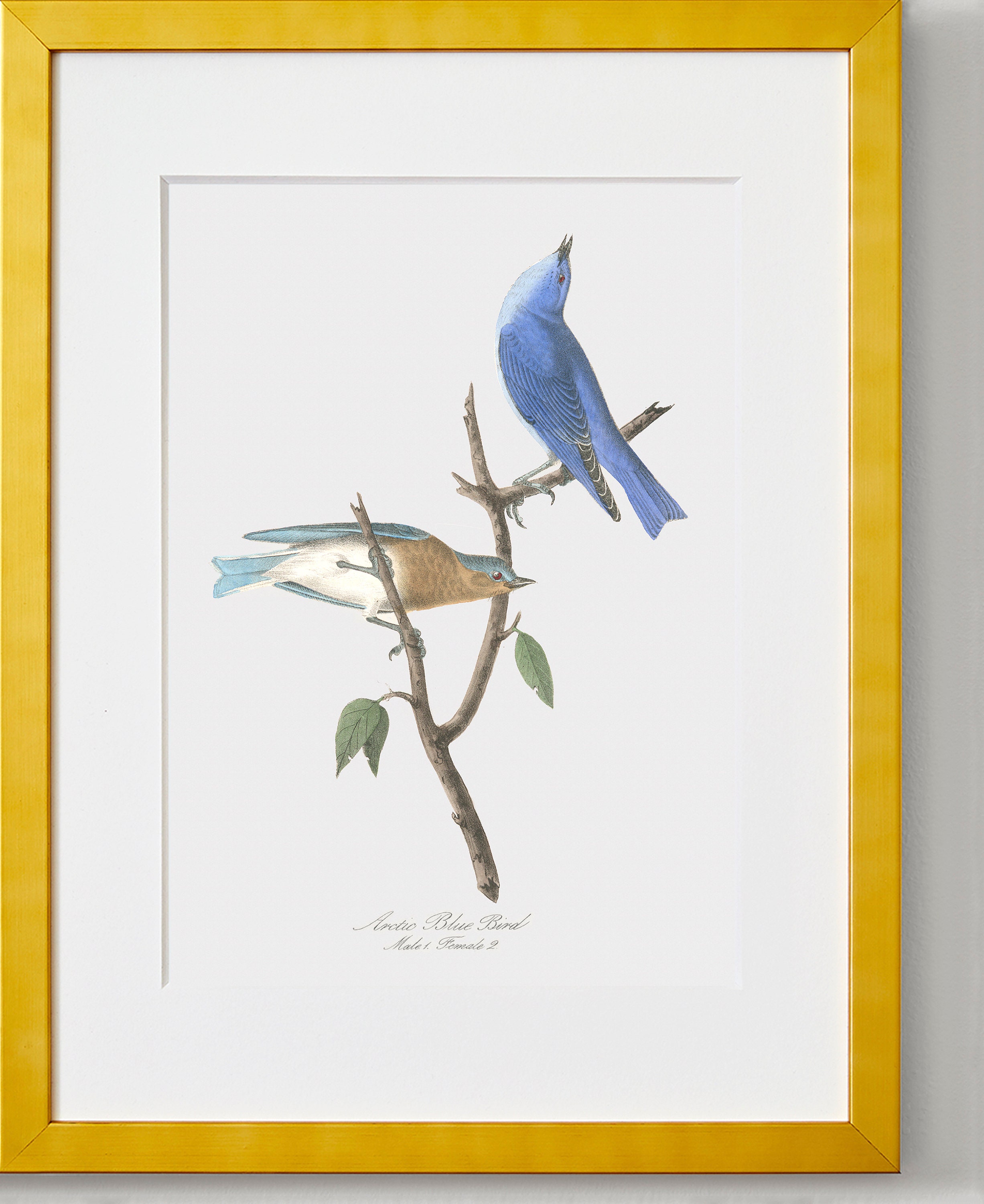 Bird Wall Art Bird Wall Hanging Framed Bird Wall Art Arctic Blue Bird ...