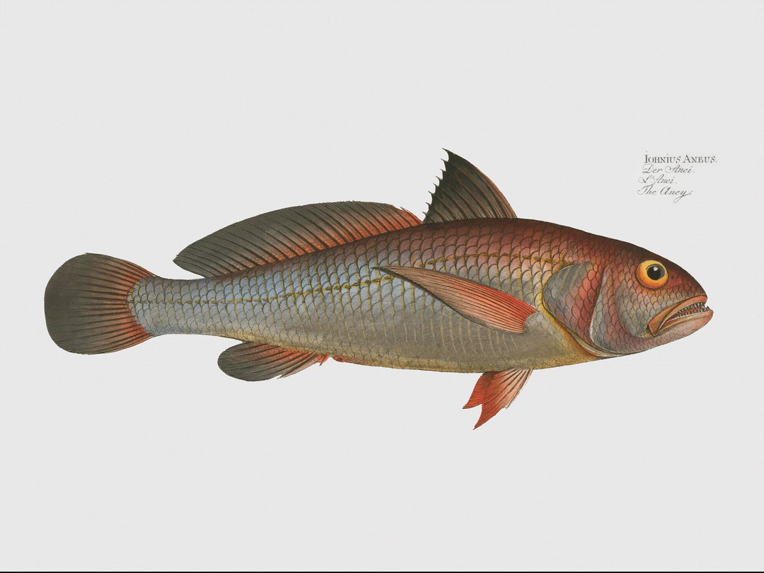 Fish Wall Art - Johnius Aneus - the Aney - Fish Home Decor - Etsy