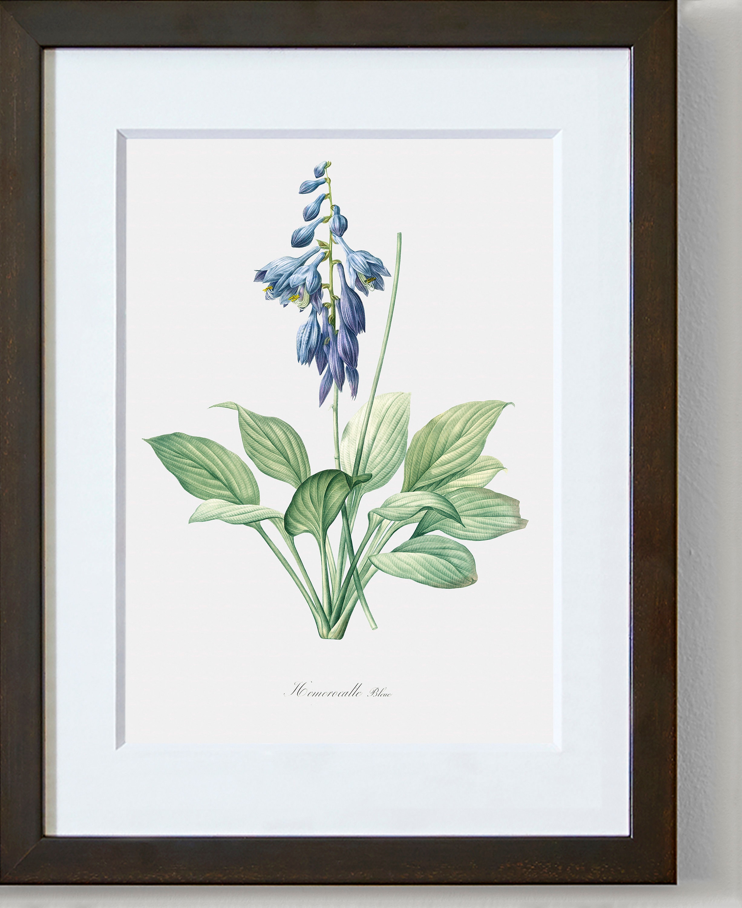 Flower Print Floral Art Dark Blue Plantain Lily - Etsy