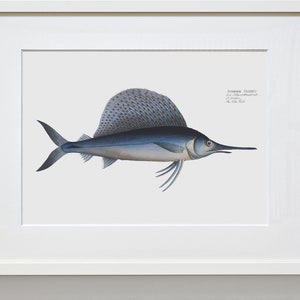 Fish Wall Art - the Ola-fish - Fish Fine Art Prints - Framed Art - Etsy