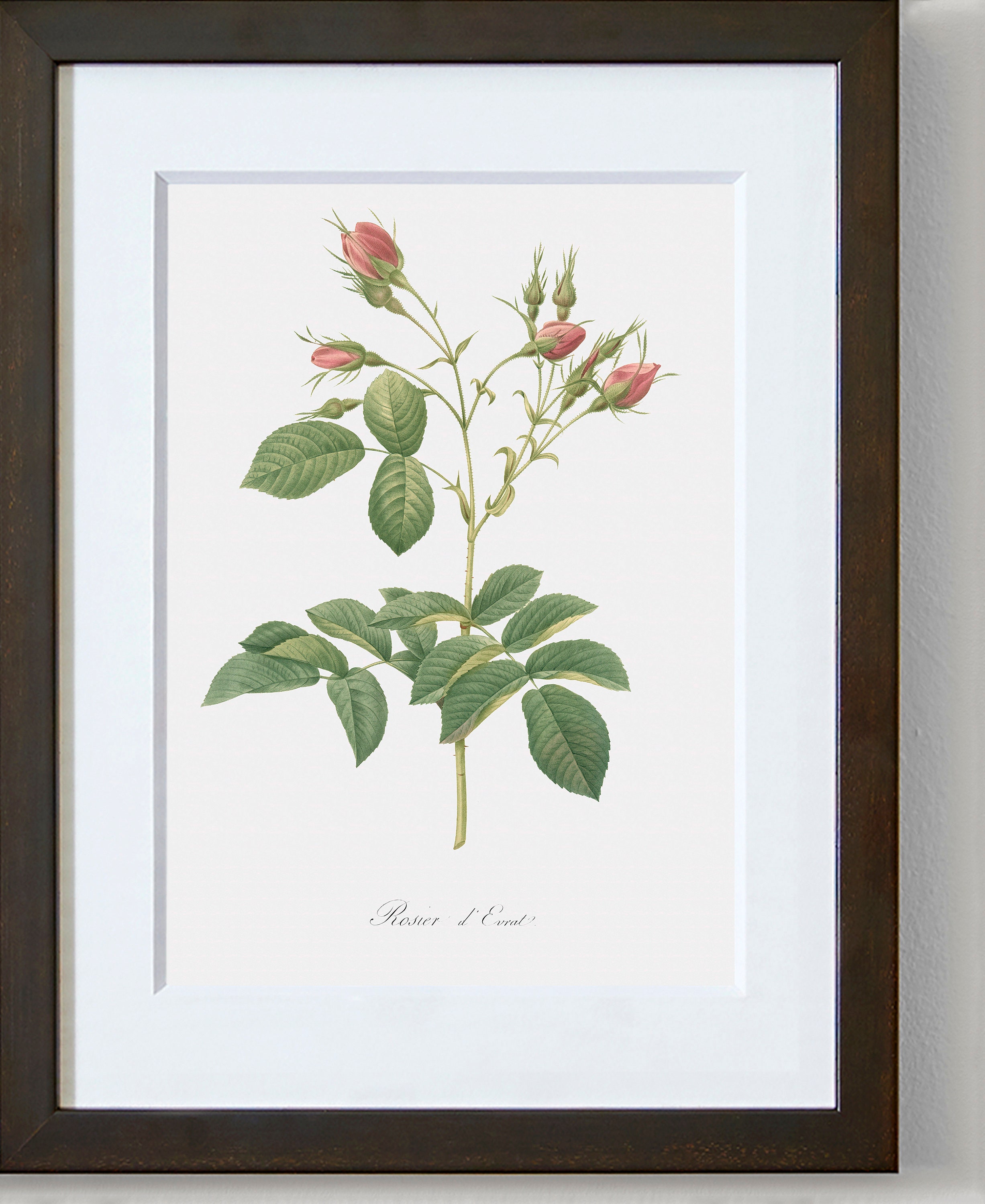 Rose Painting Rose Fine Art Print Pink Rose Evrat's - Etsy