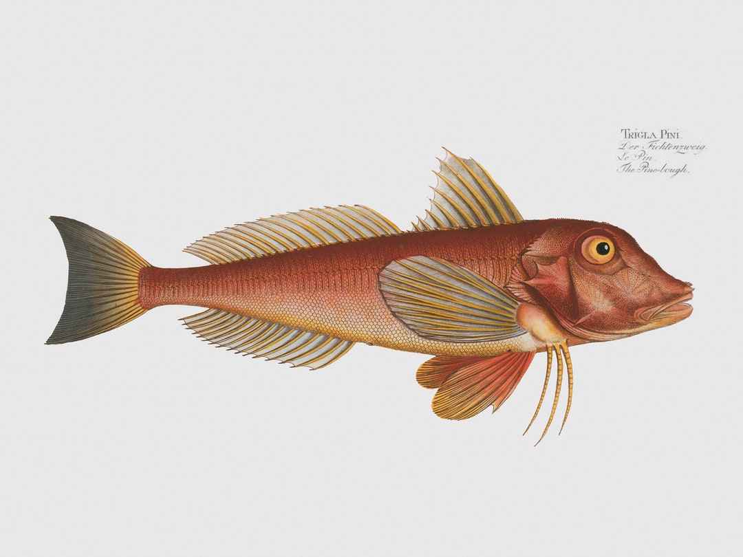 Fish Wall Art - the Pine-bough - Fish Fine Art Prints - Framed Art - Etsy