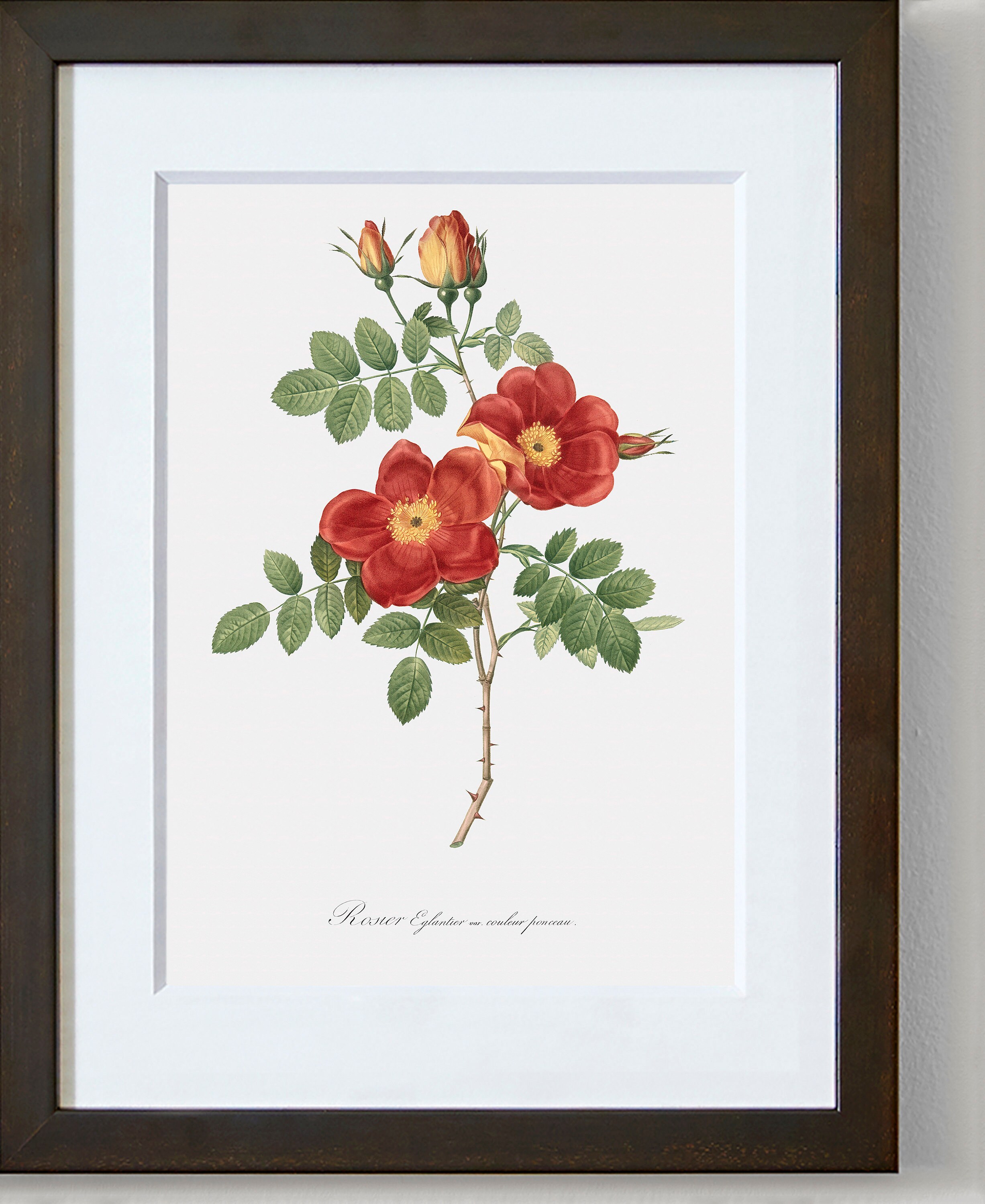 Rose Art Print - Floral Art - Austrian Copper Rose - Rosa Eglanteria ...