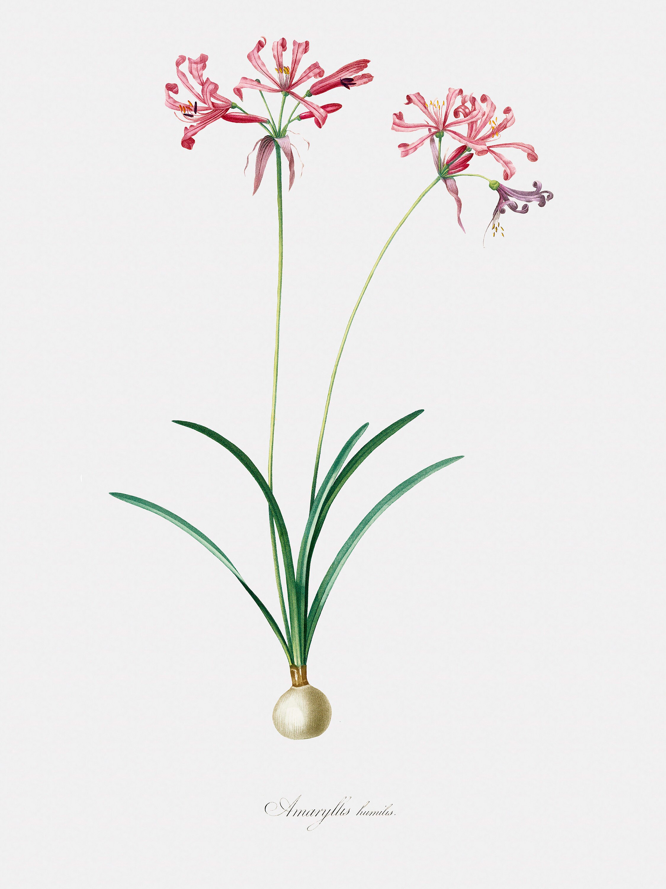 Flower Print Floral Art Nerine Lily Botanical Fine Art - Etsy