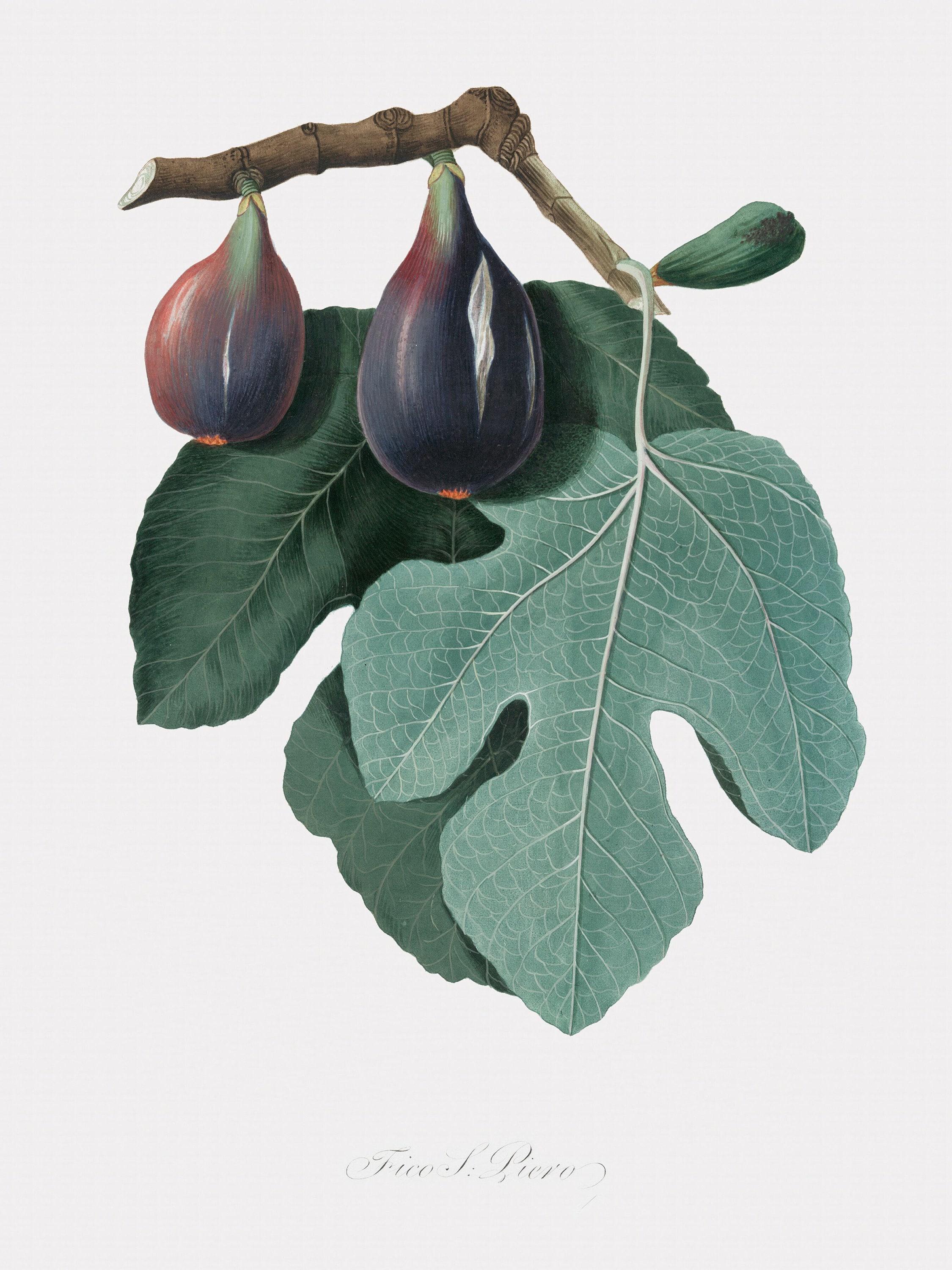 Fruit Wall Art, Fruit Wall Decor, Fruit Painting, Fig Art, Fig Tree Art ...