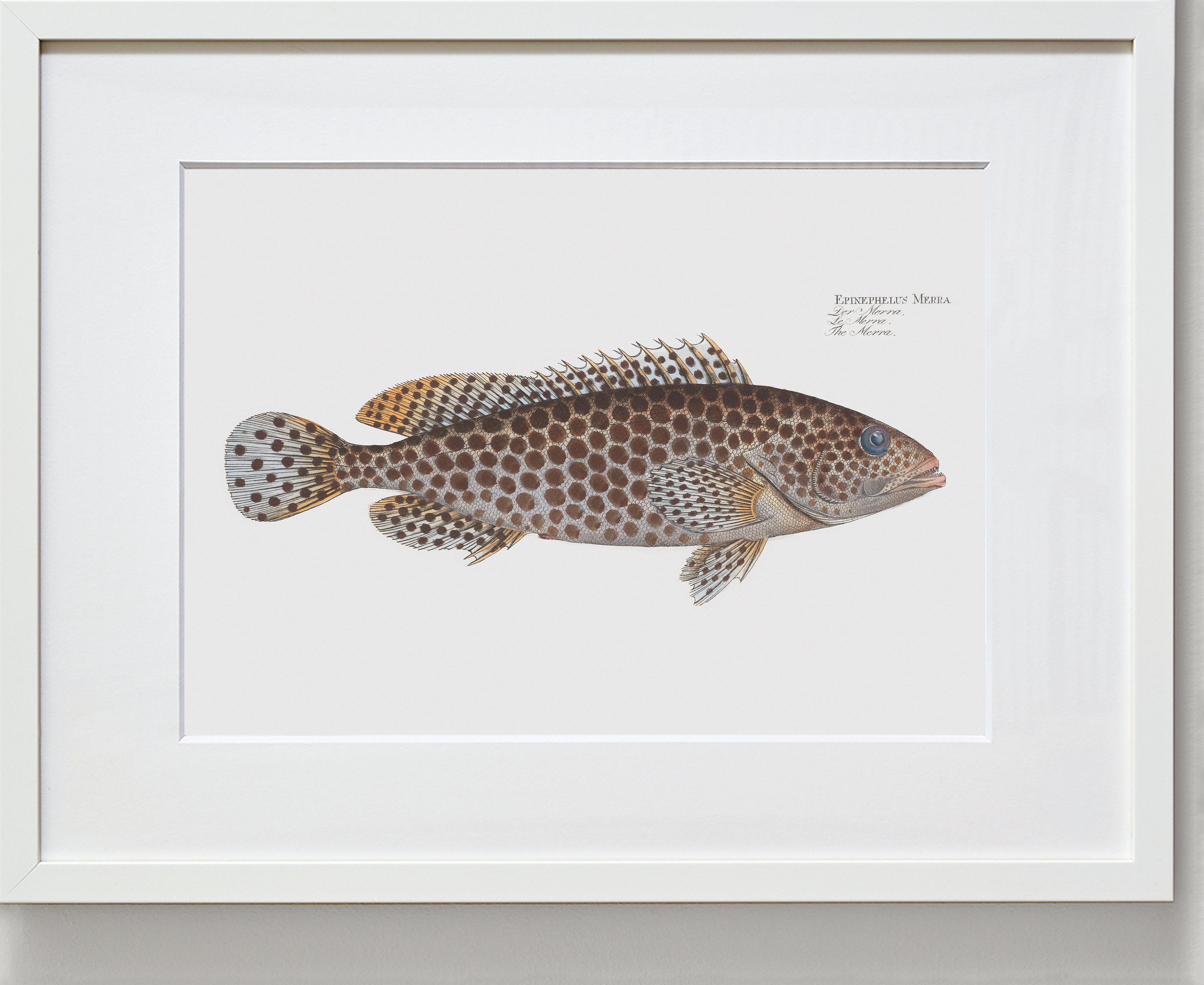 Fish Wall Art Print - the Merra-fish Art - Epinephelus Merra - Etsy