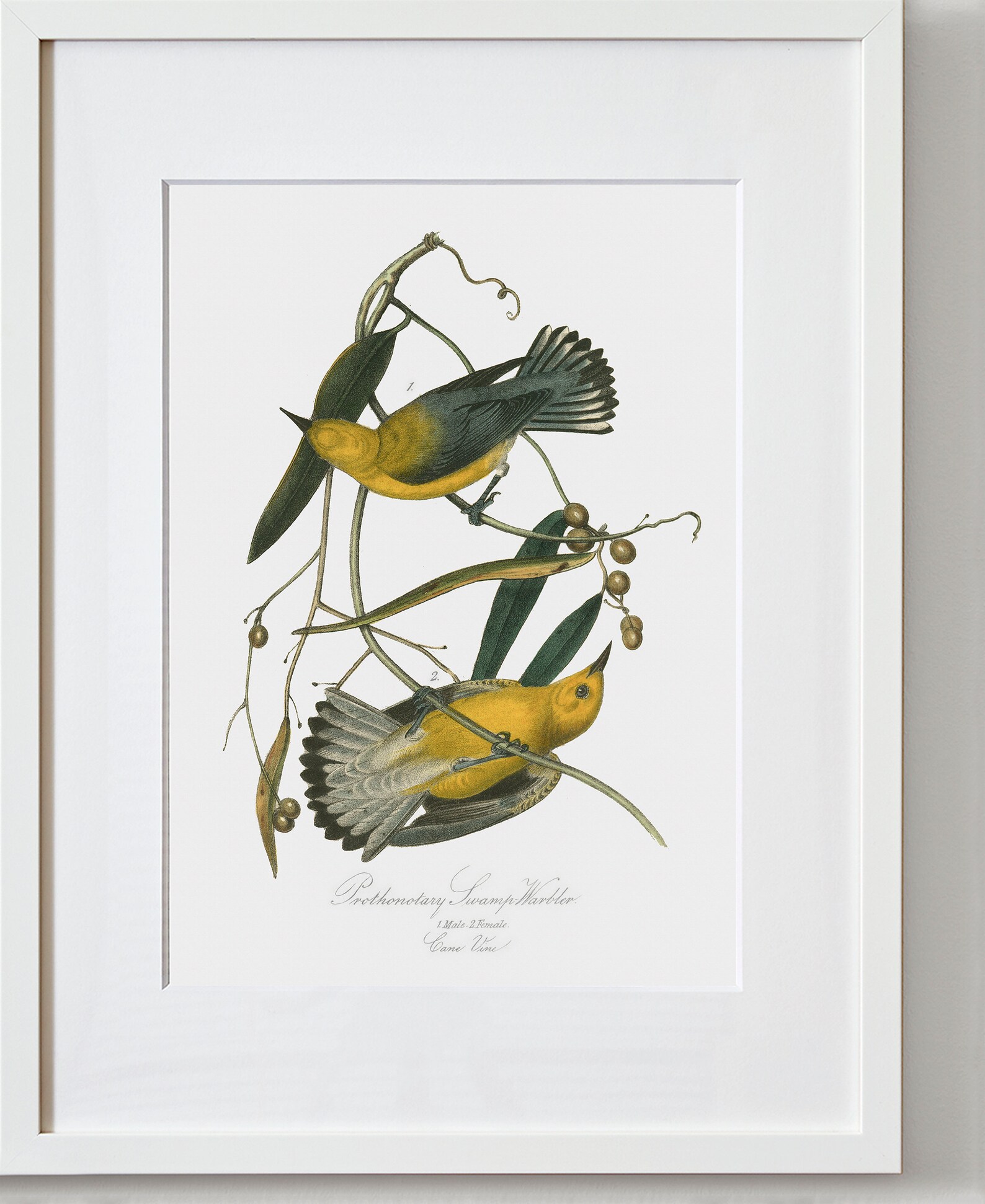 Bird Wall Art, Framed Bird Wall Art, Bird Home Decor, Prothonotary ...