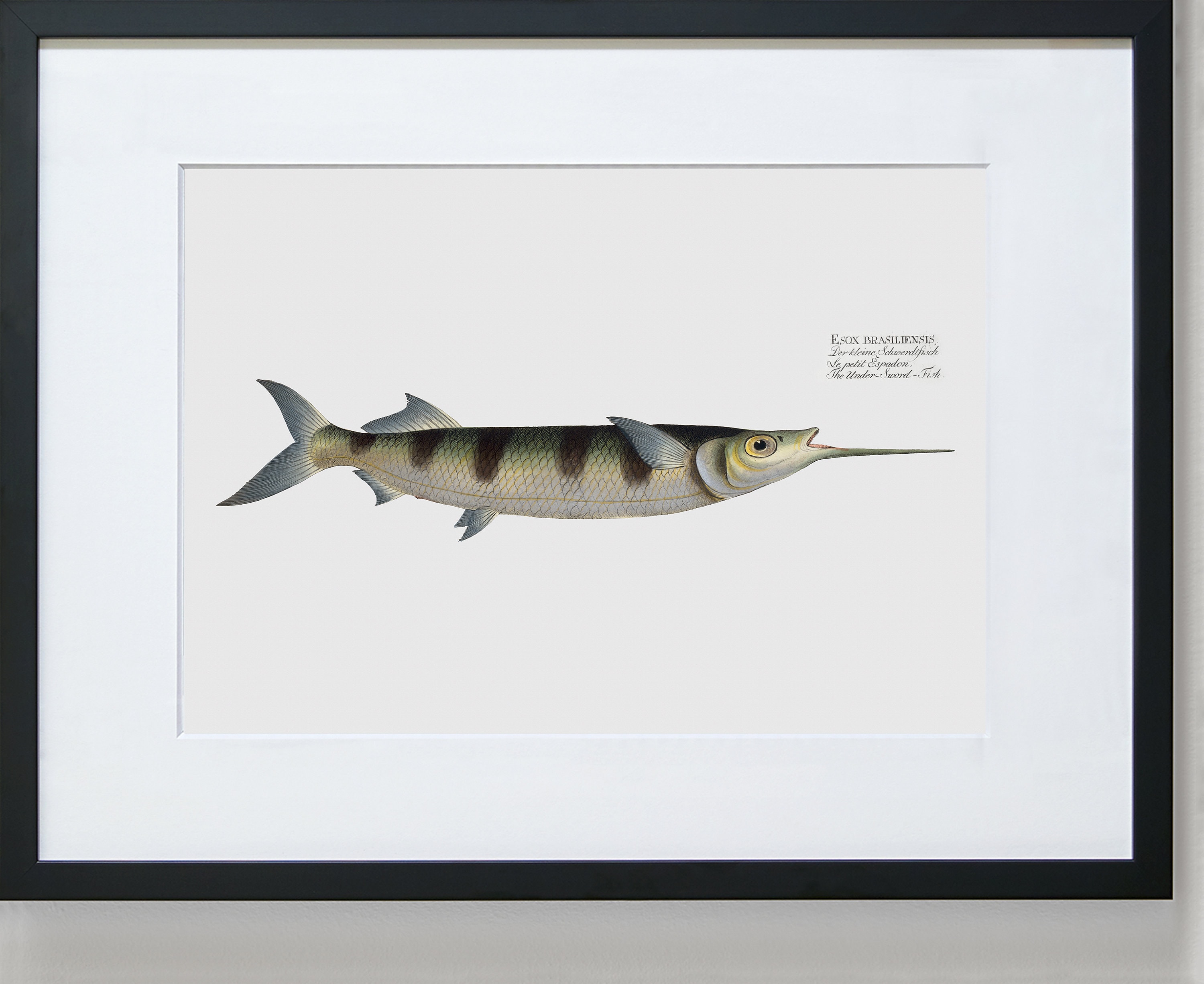 Fish Wall Art - the Under-sword-fish - Fish Fine Art Prints - Framed ...