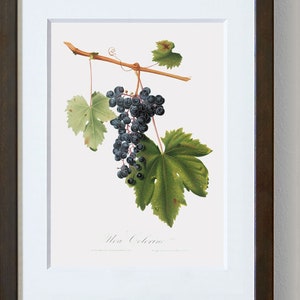Fruit Wall Art - Uva Colorino - Grapes Art and Wall Decor - Etsy