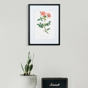 Rose Art Print - Floral Art - Lady Monson's Rose - Rosa Collina ...