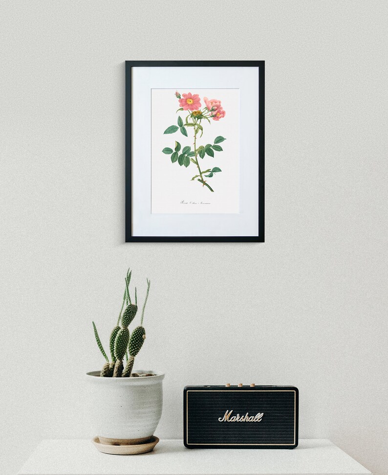 Rose Art Print - Floral Art - Lady Monson's Rose - Rosa Collina ...