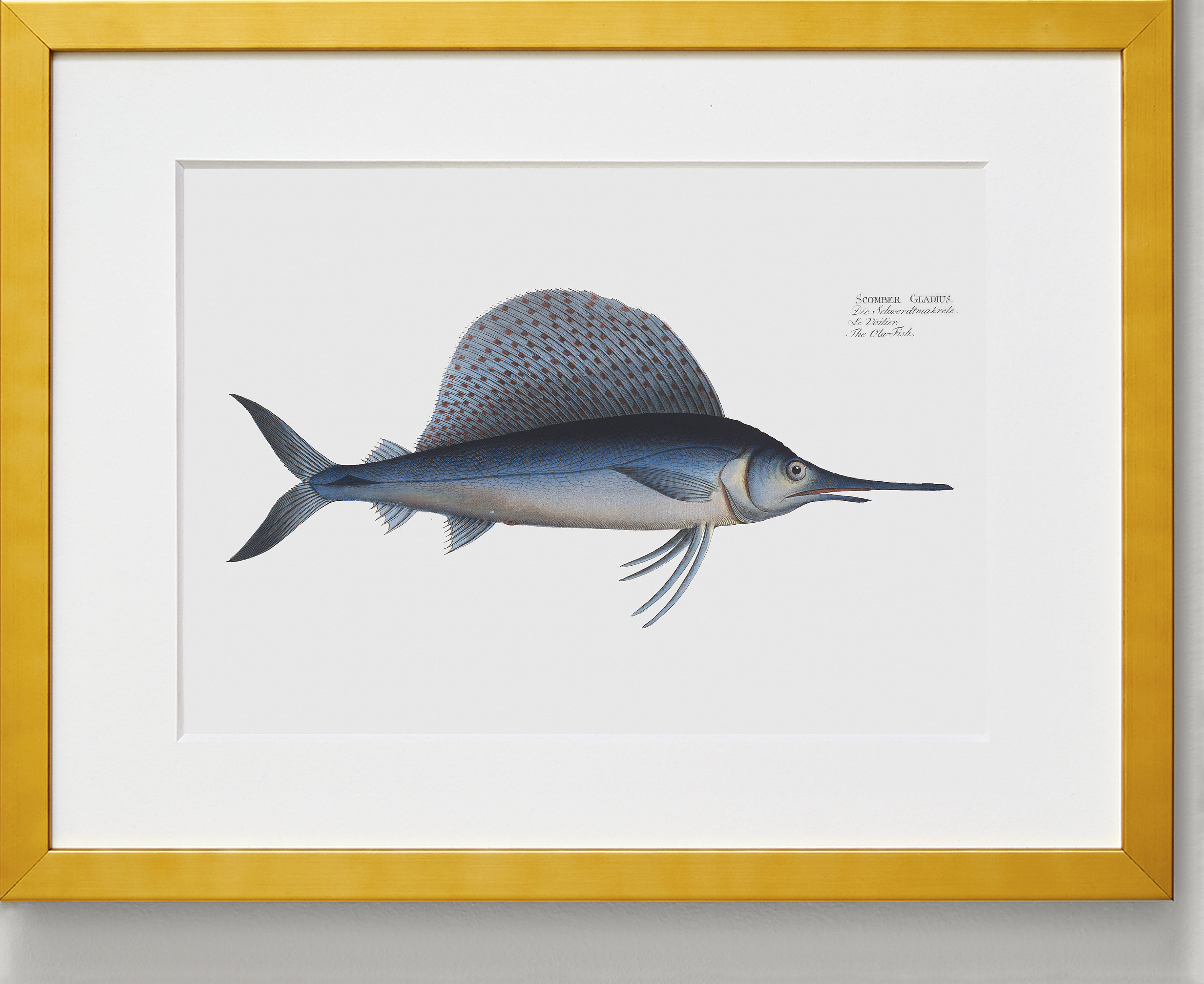 Fish Wall Art the Ola-fish Fish Fine Art Prints Framed Art - Etsy