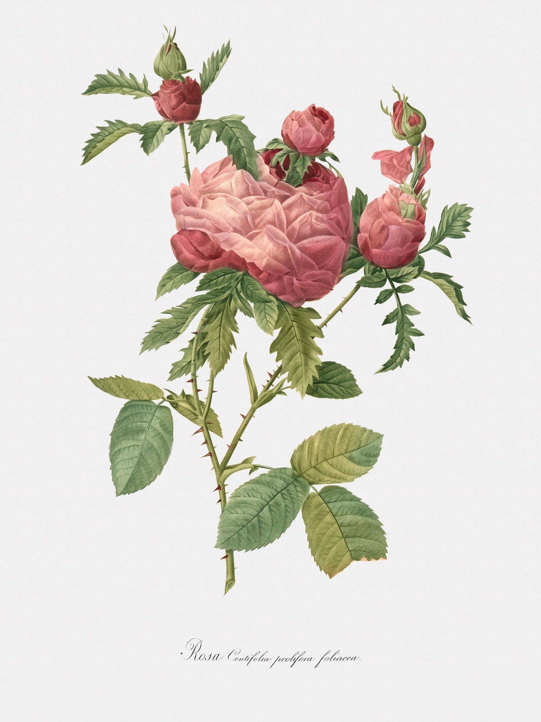 Rose Art Print - Floral Art - Cabbage Rose Bloom - Rosa Centifolia ...