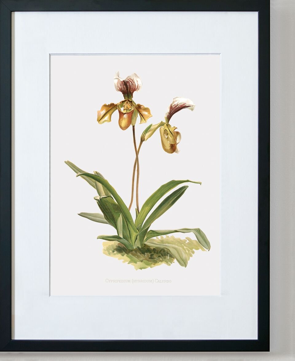 Framed Flower Art, Orchid Art, Floral Wall Art Prints, Calypso Orchid ...