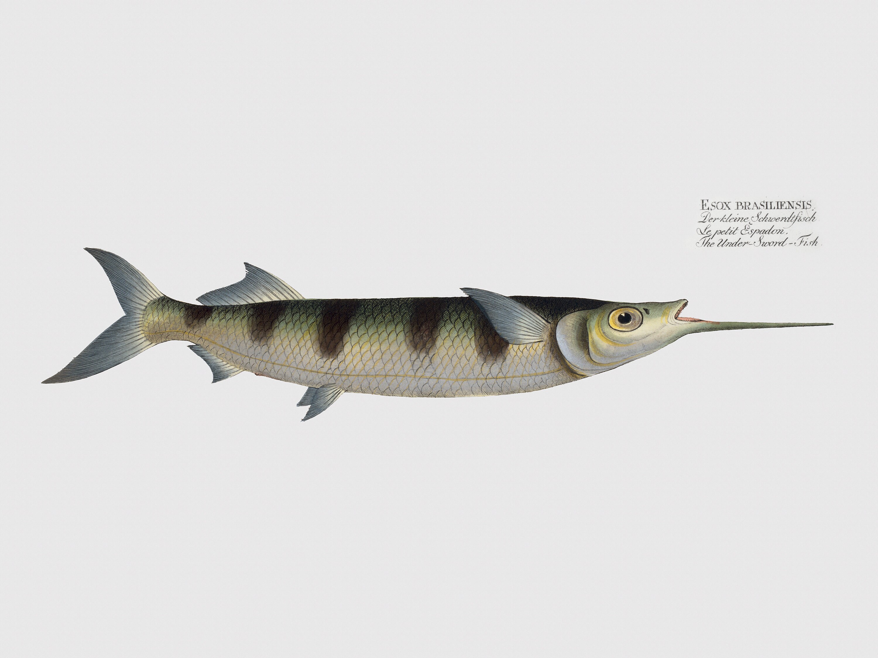 Fish Wall Art - the Under-sword-fish - Fish Fine Art Prints - Framed ...