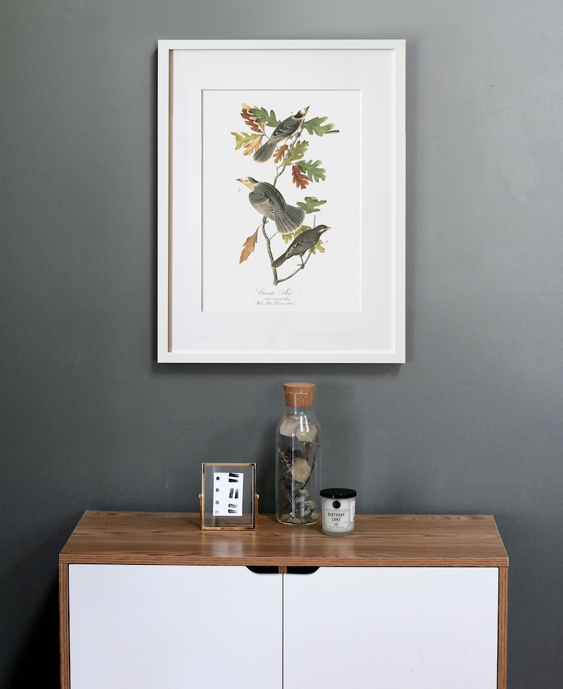 Bird Fine Art - Framed Bird Wall Art - Bird Wall Hanging - Canada Jay ...