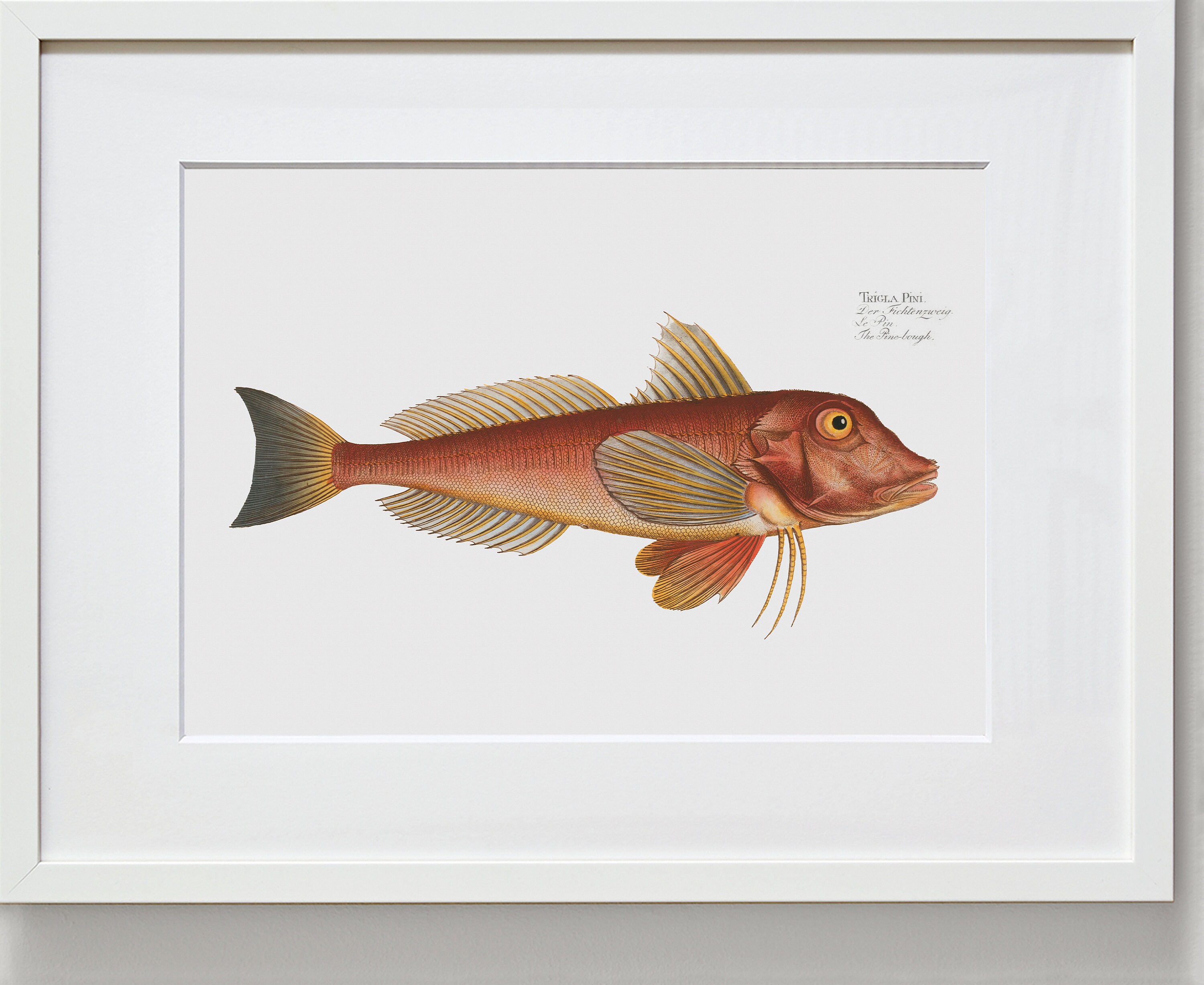 Fish Wall Art - Trigla Pini - the Pine-bough - Fish Wall Decor - Etsy