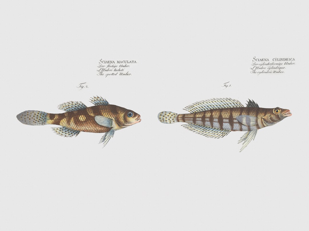 Fish Wall Art - 1. Sciaena Cylindrica 2. Sciaena Maculata - Fish ...