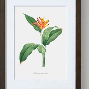 Flower Print - Floral Art - Parrot Flower - Botanical Fine Art Print ...