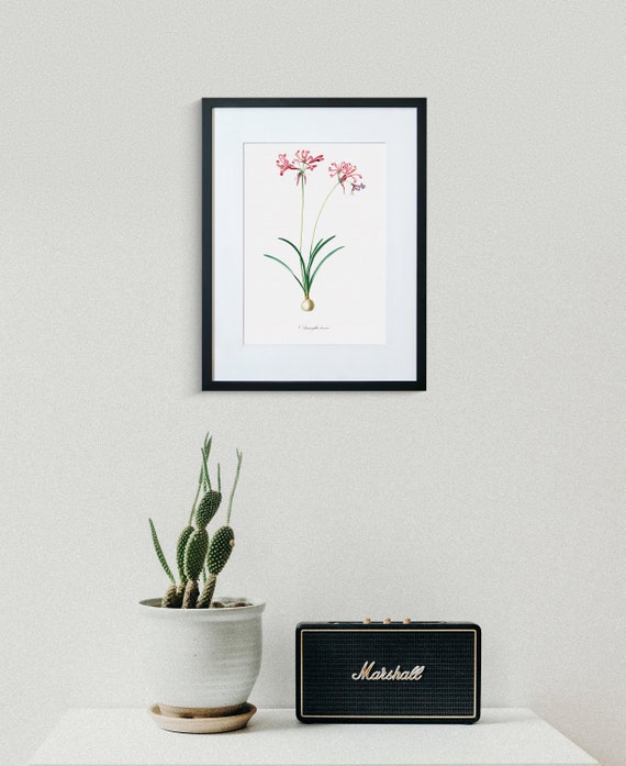 Flower Print Floral Art Nerine Lily Botanical Fine Art | Etsy