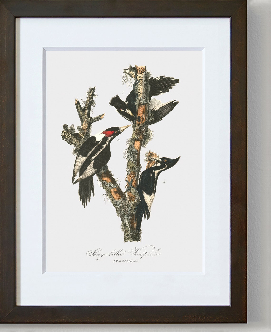 Bird Fine Art Print Bird Wall Art Bird Illustration Bird - Etsy