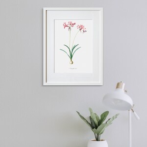Flower Print - Floral Art - Nerine Lily - Botanical Fine Art Print ...