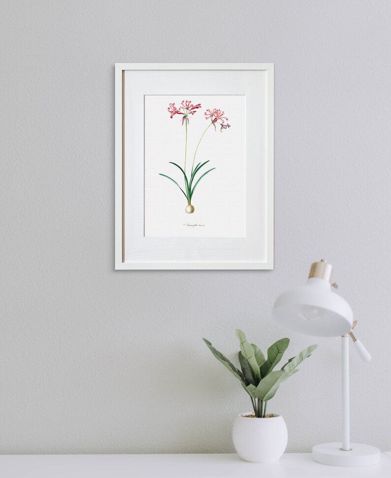 Flower Print Floral Art Nerine Lily Botanical Fine Art - Etsy