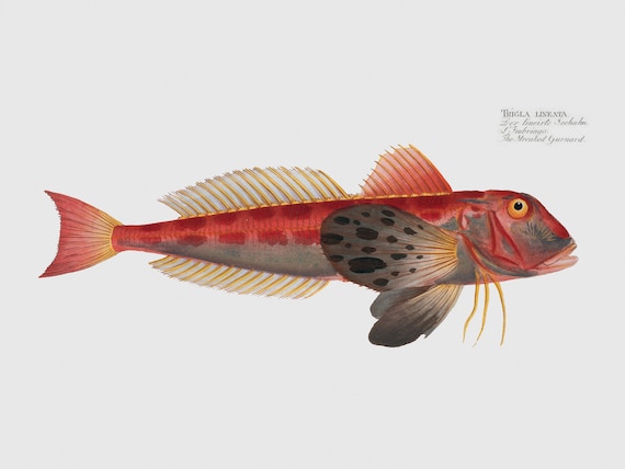 Fish Wall Art the Streaked Gurnard Fish Fine Art Prints | Etsy