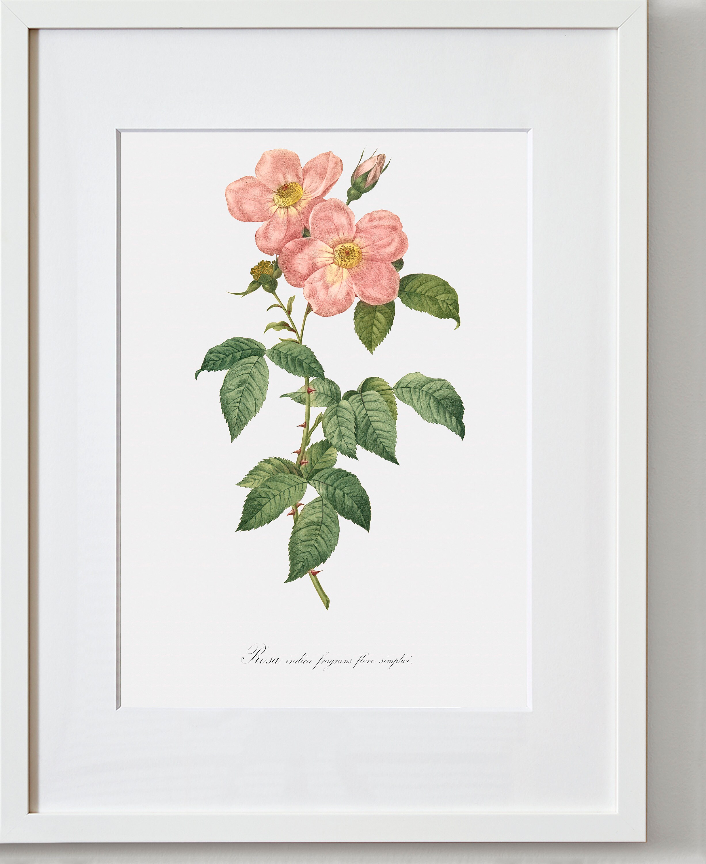 Rose Wall Art Rose Fine Art Print Pink Rose Single - Etsy