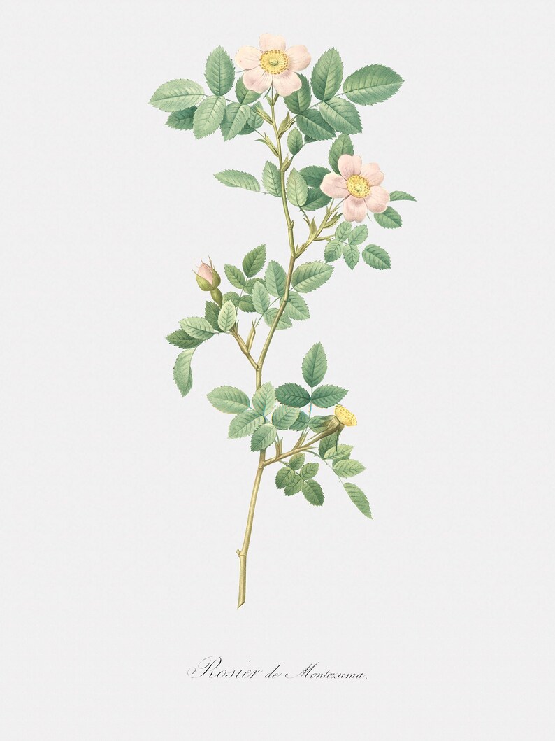 Rose Wall Art Rose Fine Art Print Rosa Montezuma Floral Artwork - Etsy