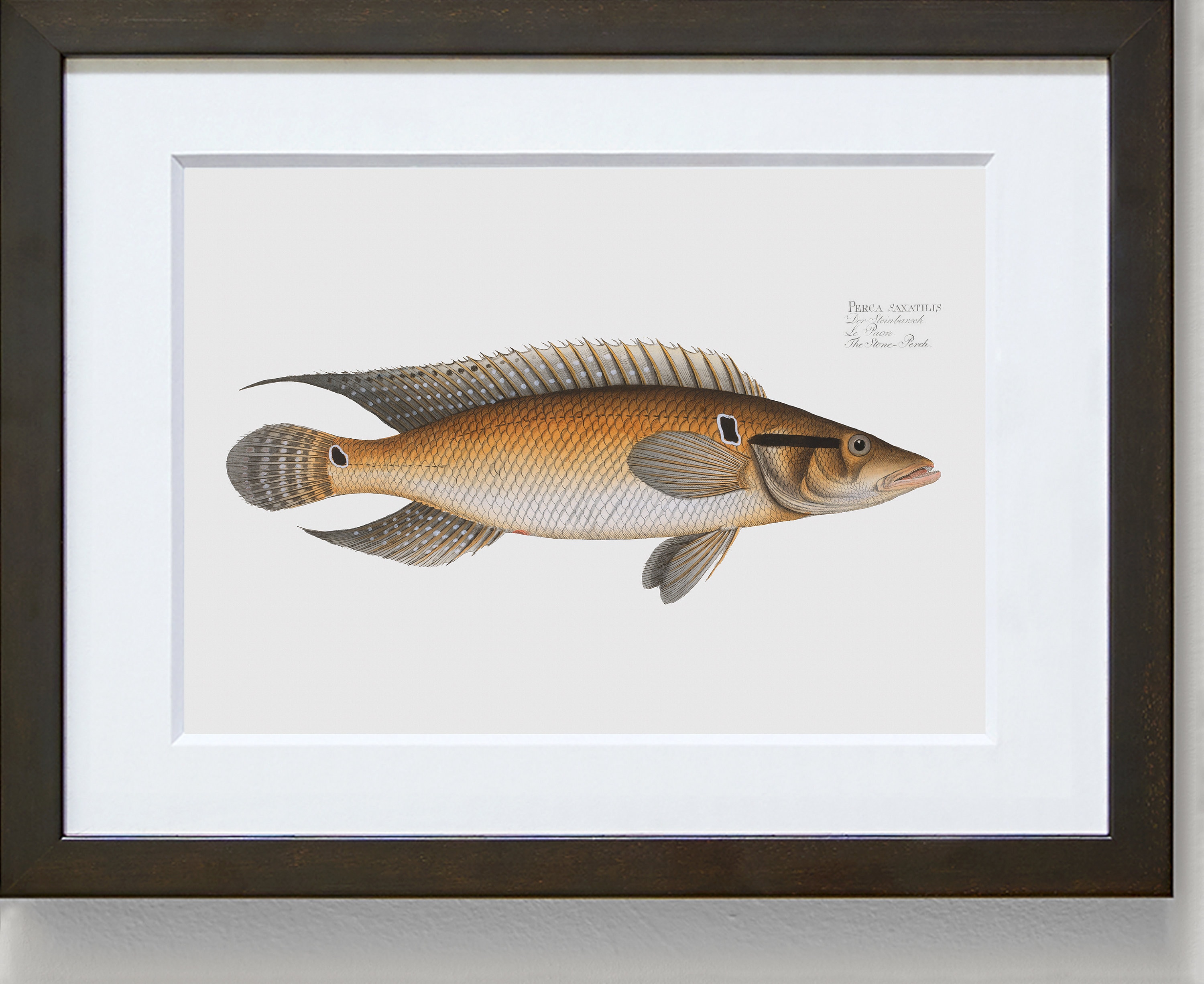 Fish Wall Art the Stone-perch-fish Art Perca Xaxatilis | Etsy
