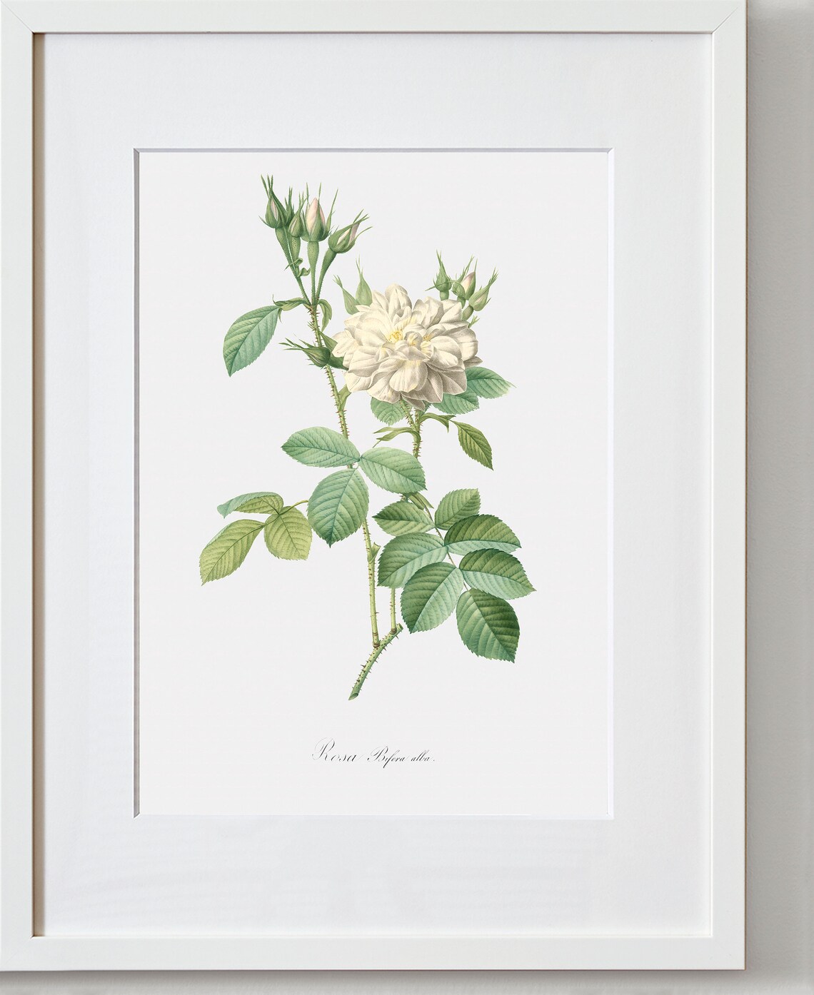 Rose Art Print Floral Art White Four-seasons Rose Rosa - Etsy