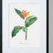 Flower Print - Floral Art - Parrot Flower - Botanical Fine Art Print ...
